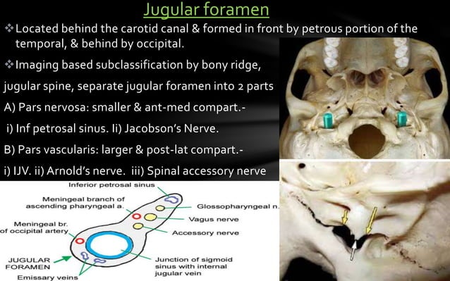 Skull base anatomy by Dr. Aditya Tiwari | PPTX | Death, Injury, or ...