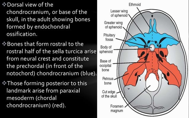 Skull base anatomy by Dr. Aditya Tiwari | PPTX | Death, Injury, or ...