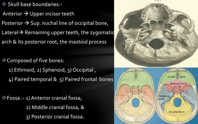 Skull base anatomy by Dr. Aditya Tiwari | PPTX | Death, Injury, or ...