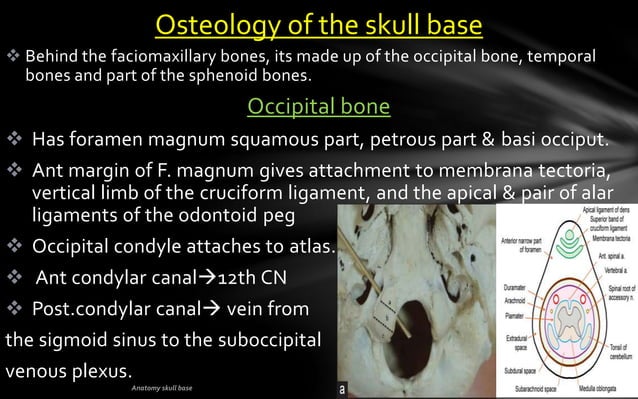 Skull base anatomy by Dr. Aditya Tiwari | PPTX | Death, Injury, or ...