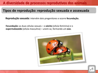 A diversidade de processos reprodutivos dos animais | PPTX