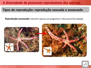 A diversidade de processos reprodutivos dos animais | PPTX