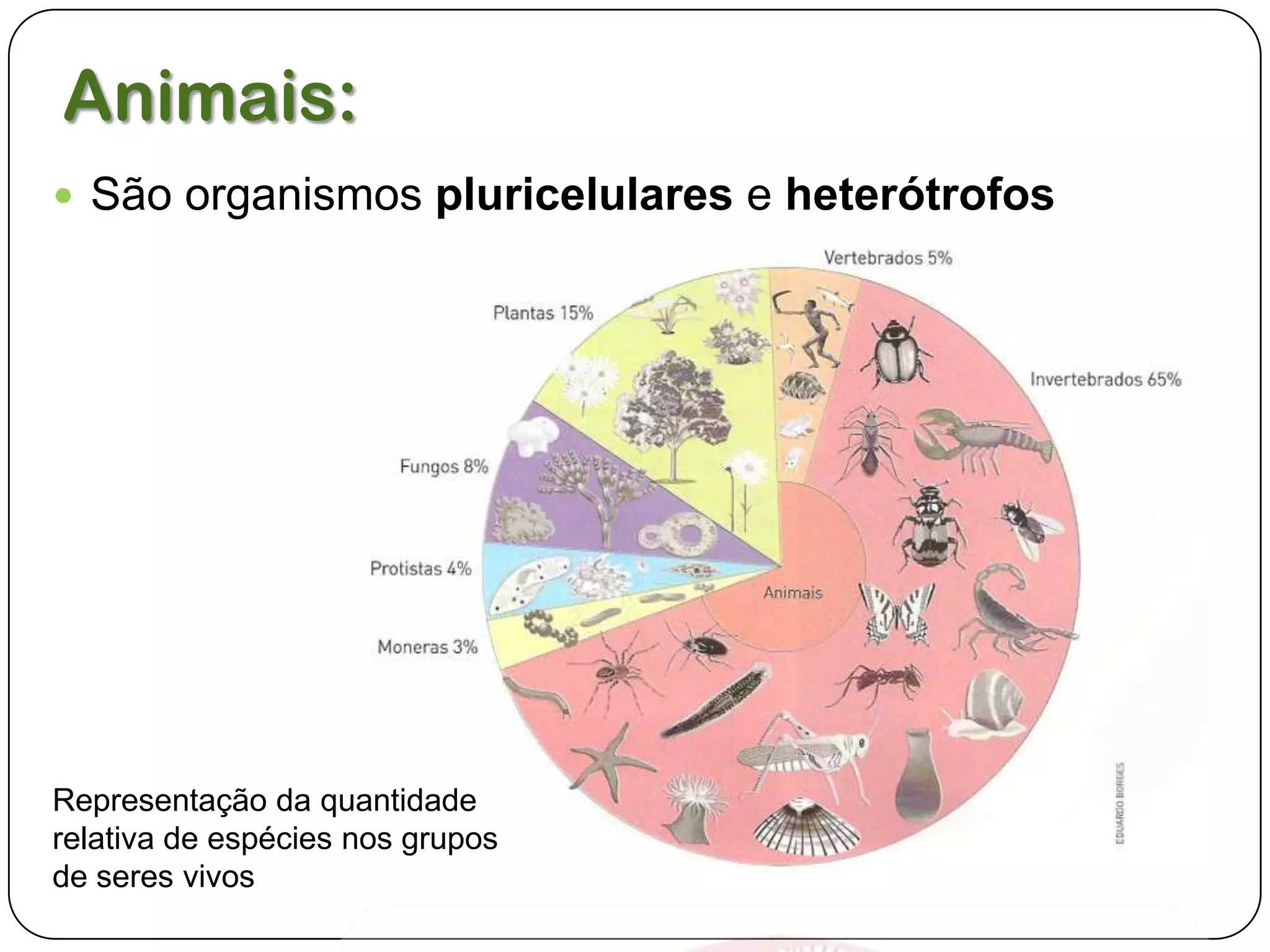 A diversidade do reino animal - Introdução ao Reino Animalia | PPT