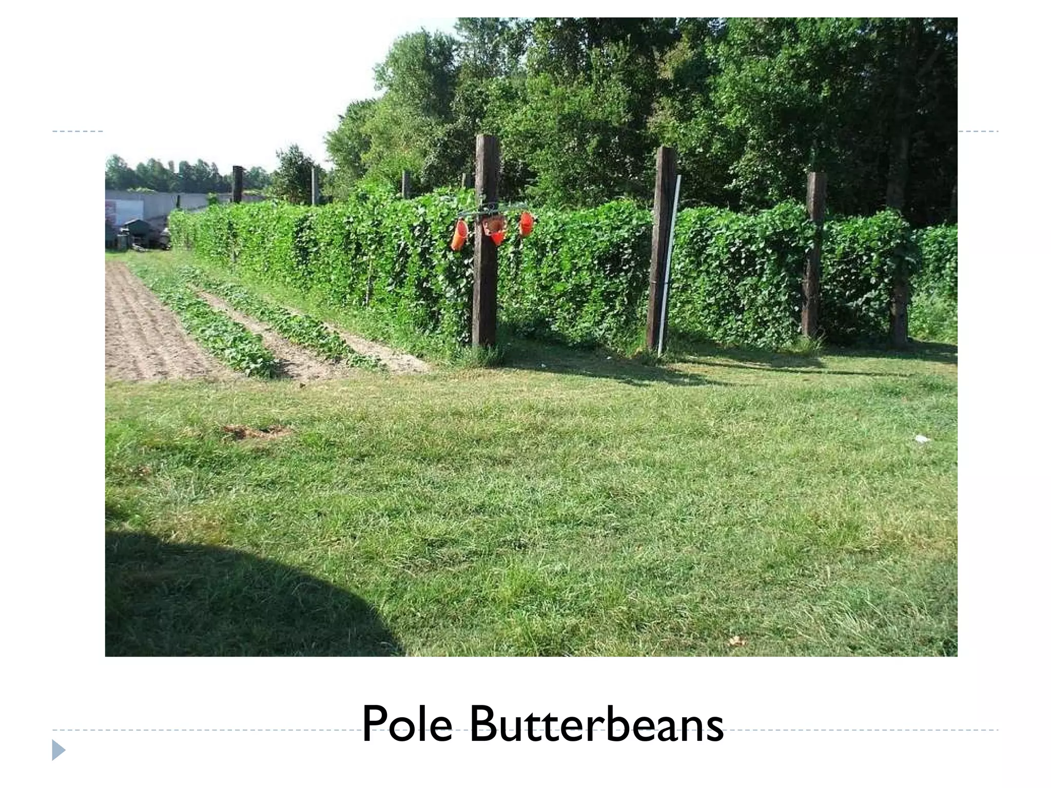 Clifton Slade - A Diversified Production System | PPT