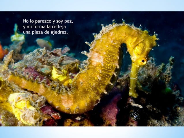 Adivinanzas playa | PPT