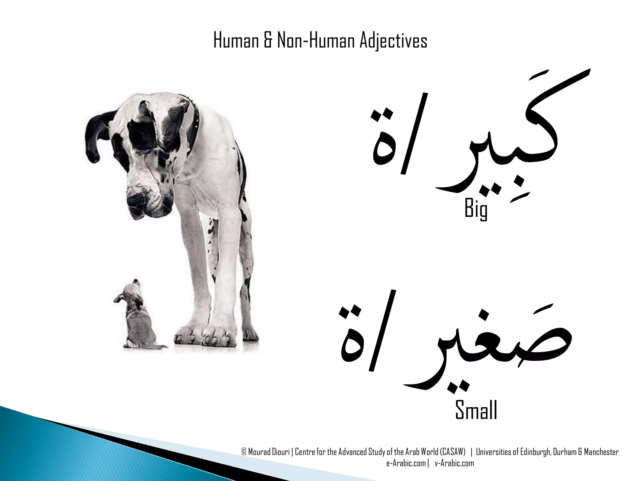 Arabic Vocabulary: Adjectives (Human & Non-Human) | PDF