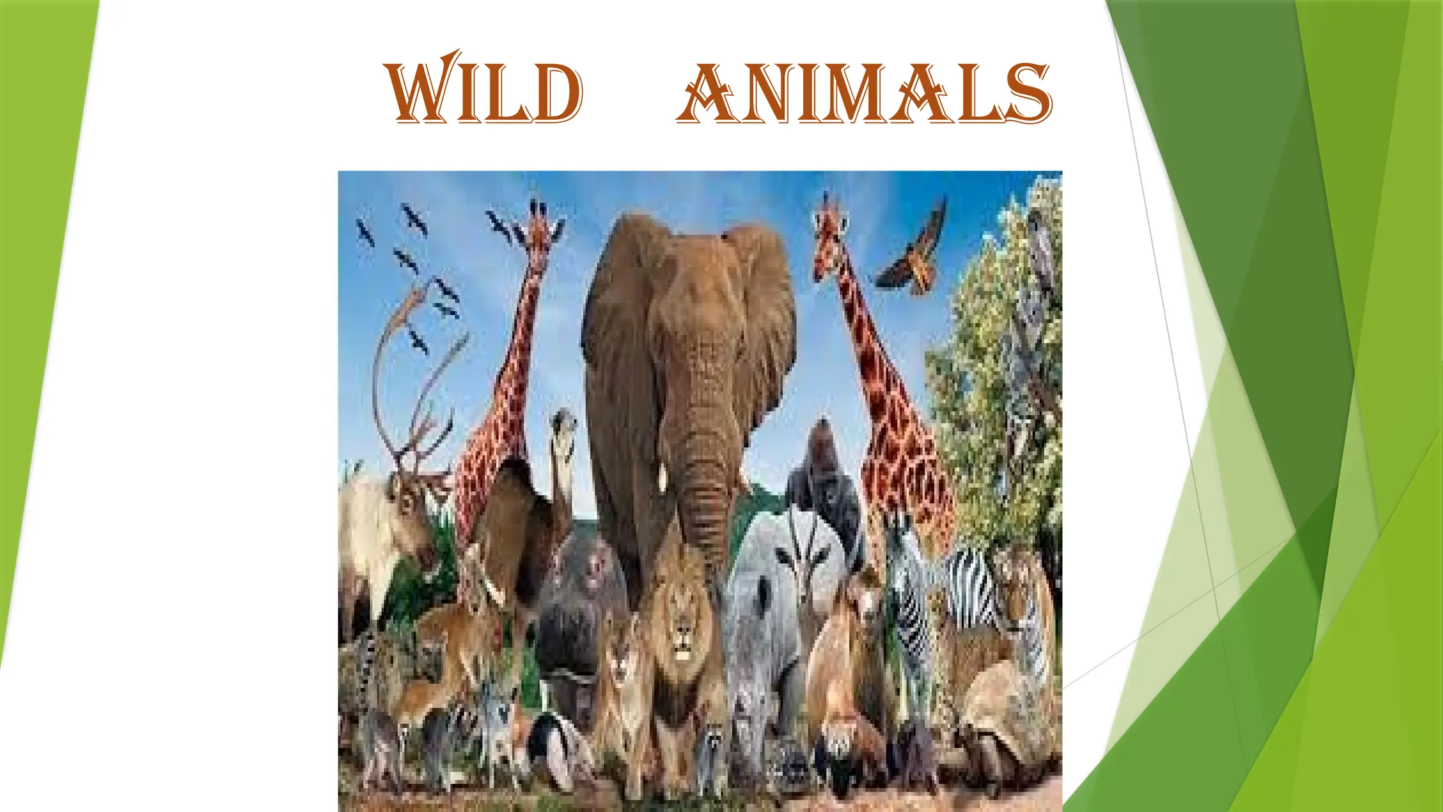 adjectives-and-wild-animals vocabulary to describe adjectives | PPTX