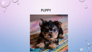 ADJECTIVES – Describing images.pptx