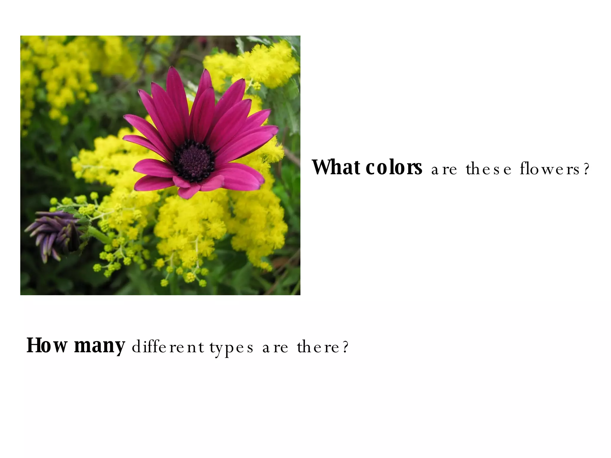 Adjectives...In Pictures | PPT | Photography | Arts and Crafts