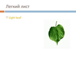 Basic Russian Adjectives (Part 1) | PPT