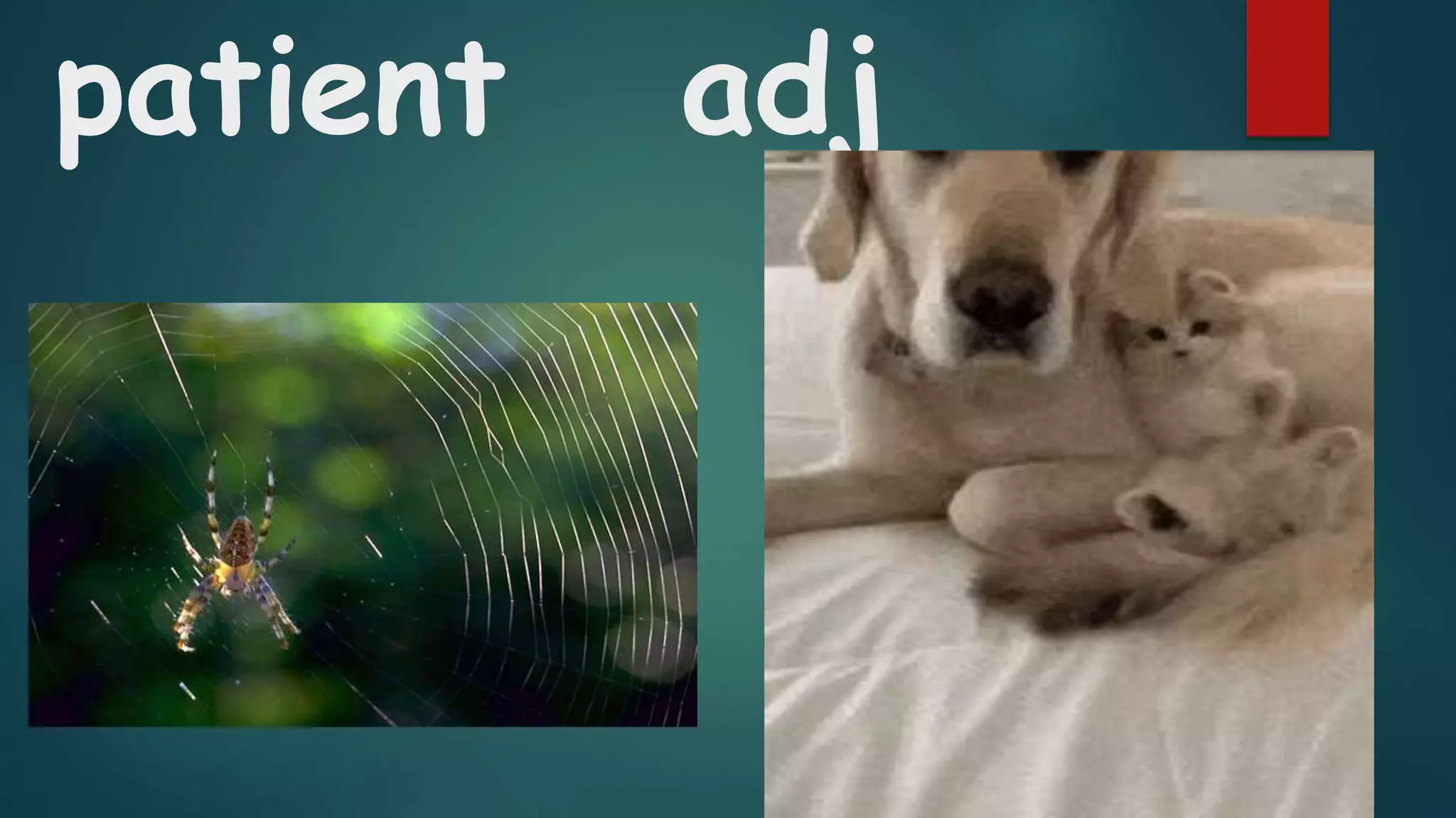 adjectives words .pptx