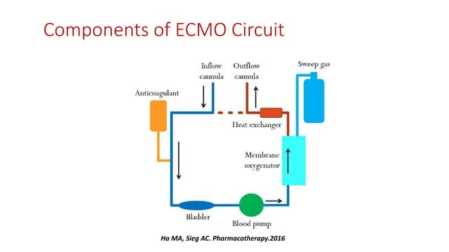 Adjusting drug dosing in ECMO patients | PDF