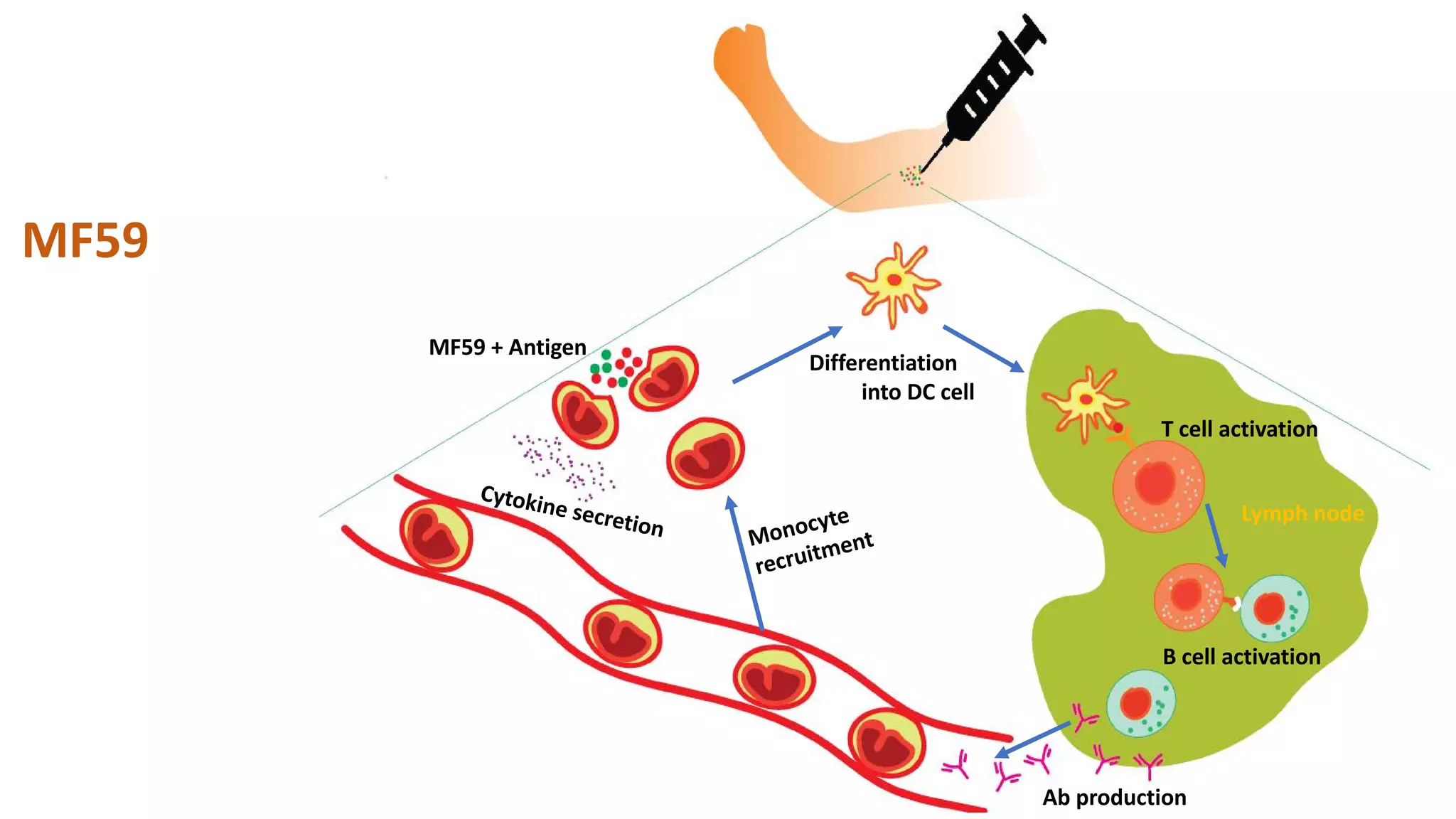 Mechanisms of Action of Adjuvants | PDF