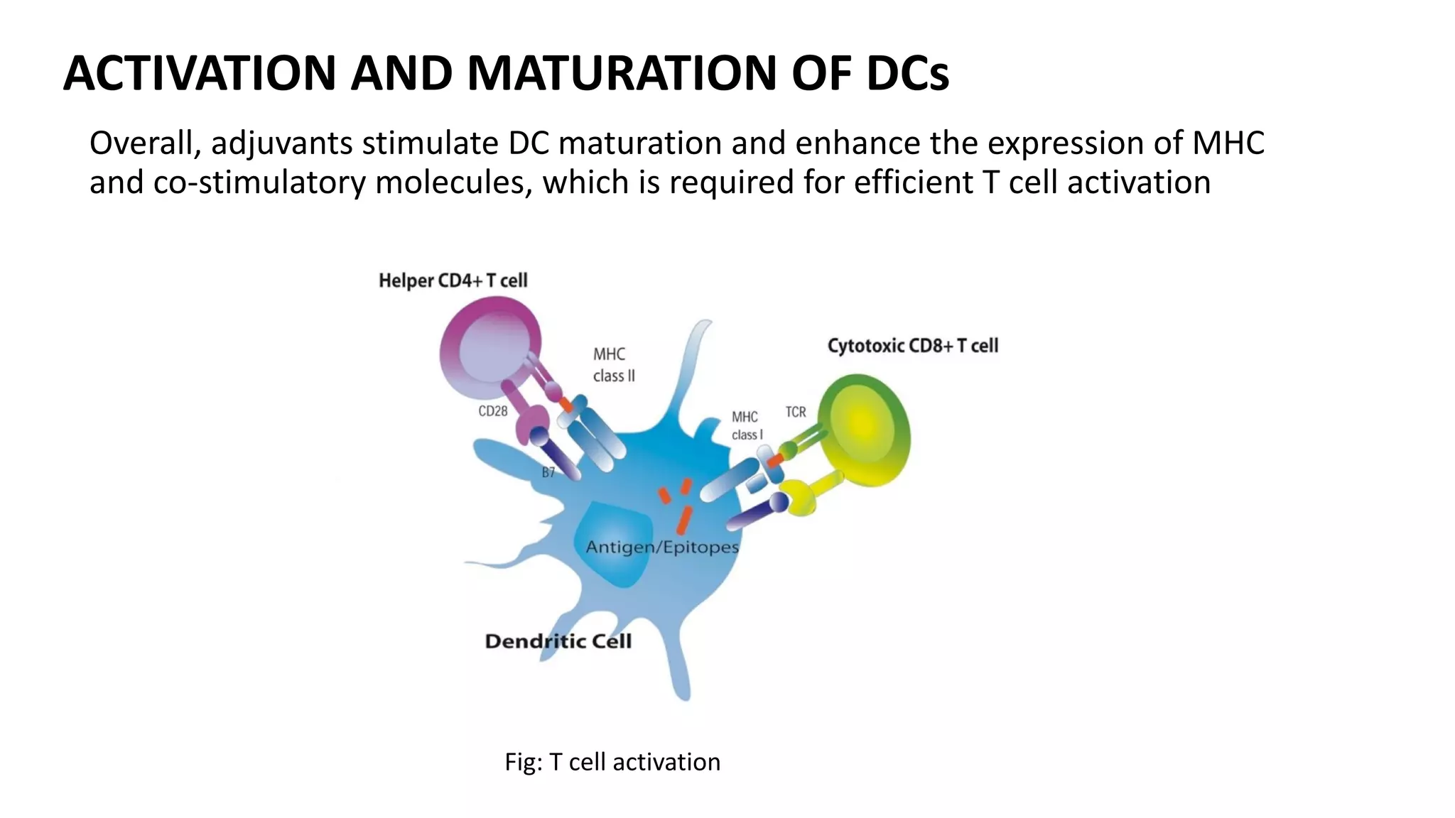 Mechanisms of Action of Adjuvants | PDF