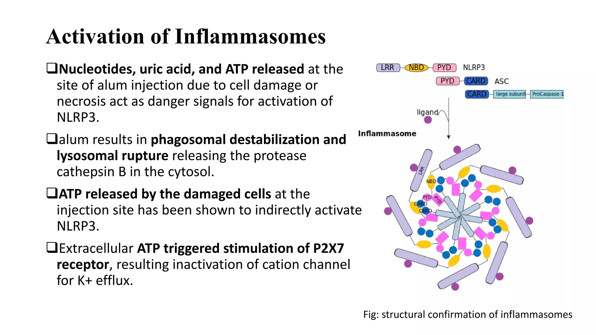 Mechanisms of Action of Adjuvants | PDF