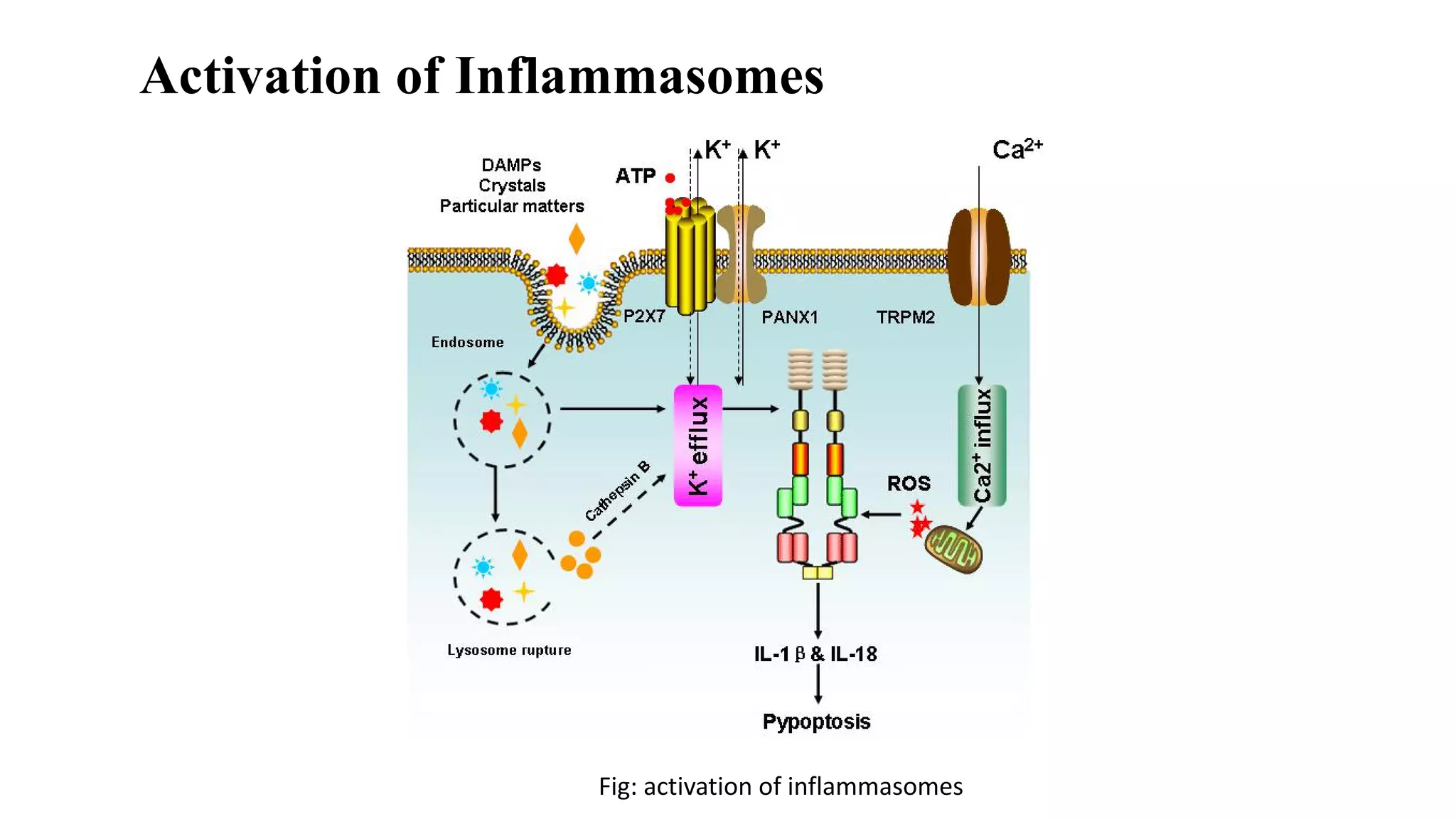 Mechanisms of Action of Adjuvants | PDF