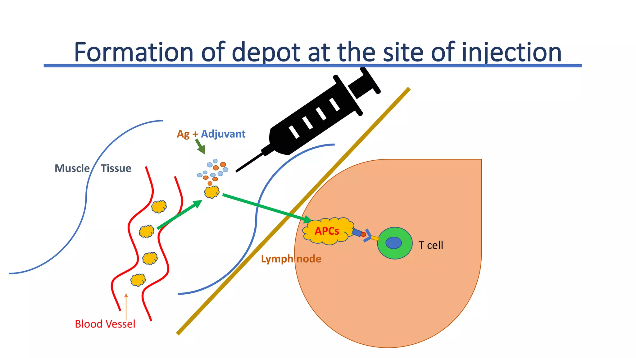 Mechanisms of Action of Adjuvants | PDF