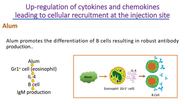 Mechanisms of Action of Adjuvants | PDF