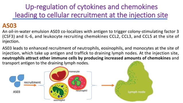 Mechanisms of Action of Adjuvants | PDF