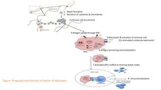 Mechanisms of Action of Adjuvants | PDF