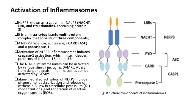 Mechanisms of Action of Adjuvants