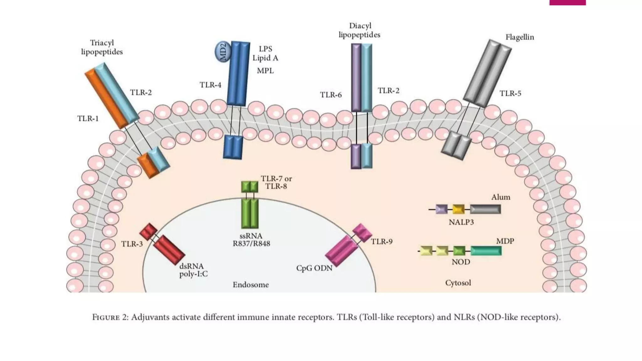 ADJUVANTS-1.pptx