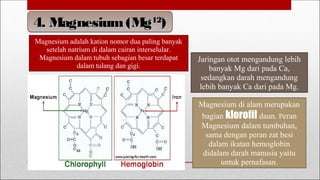 Mineral yang terdapat dalam tubuh | PPT