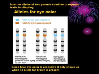 Adler migge genetics-researchpptx | PPT