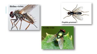 Adli entomoloji cagla | PPTX