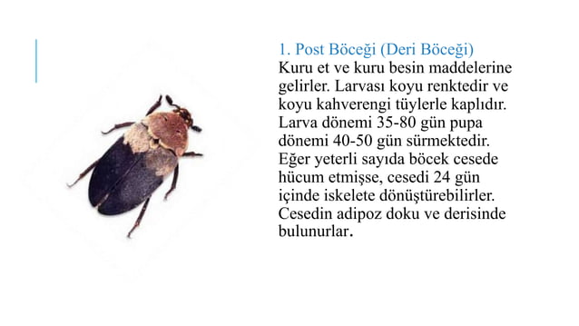 Adli entomoloji cagla | PPT