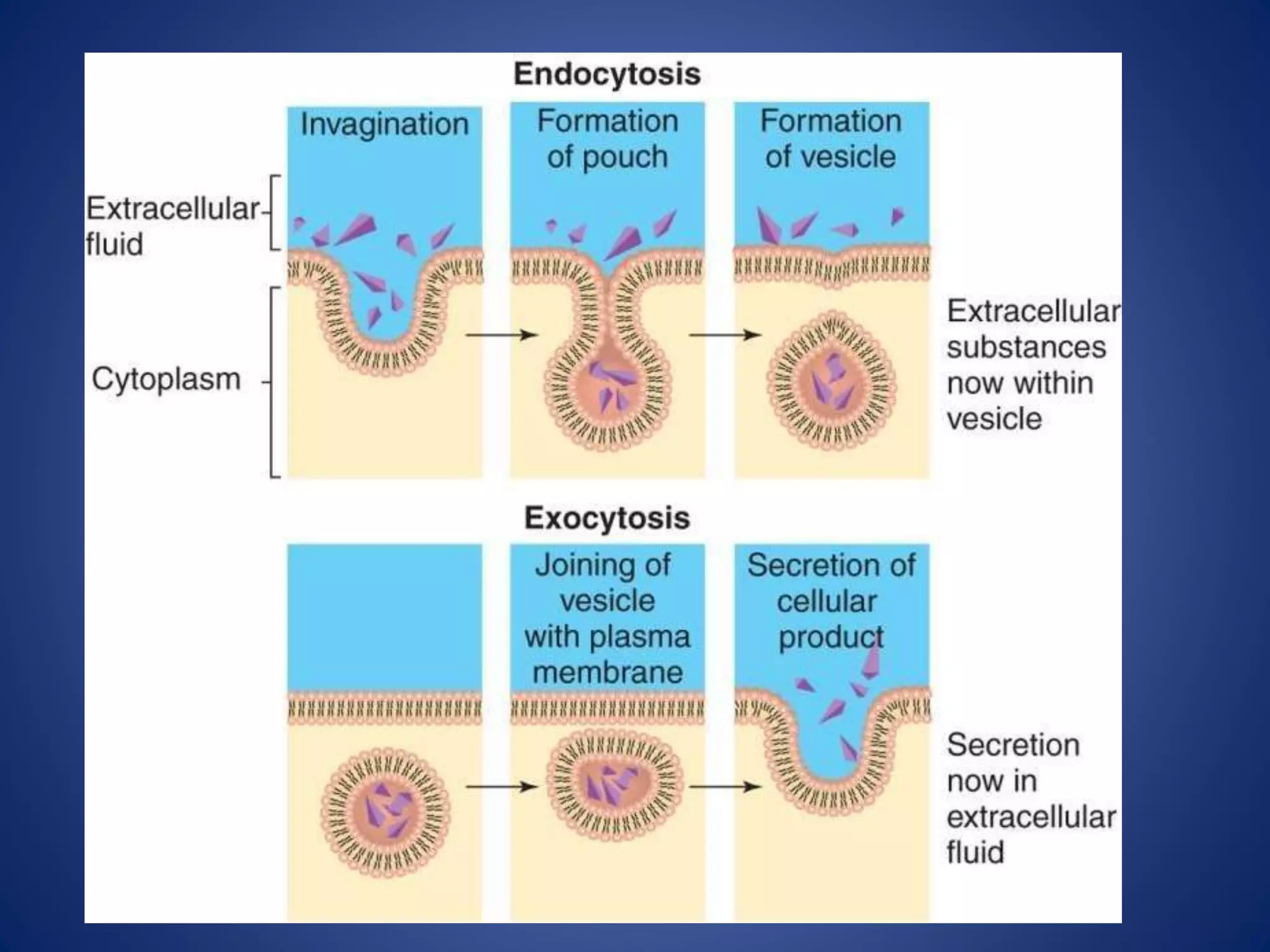 Pharmacokinetics - ADME | PPTX