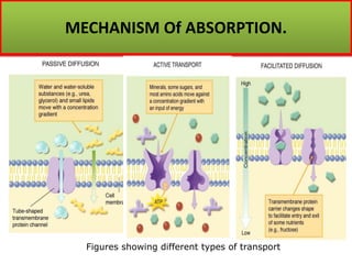 Basic Introduction of ADME. | PPTX | Chemistry | Science