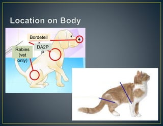 What Is In Subcutaneous Fluids For Dogs