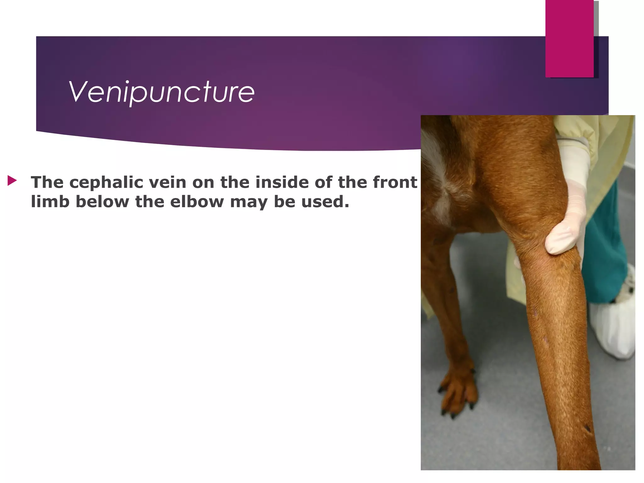 Administration of medicines in animals | PPT