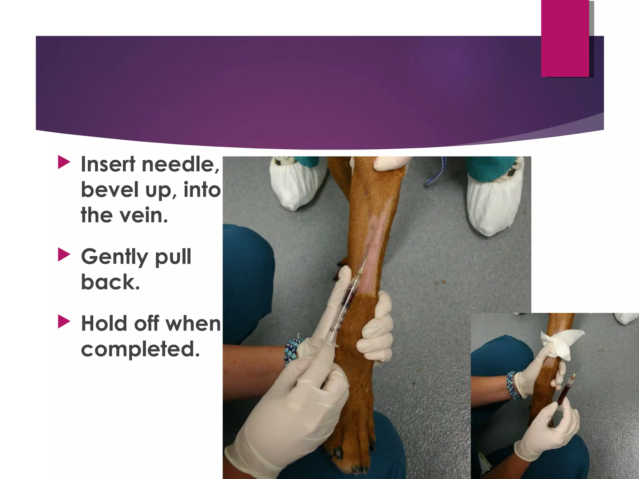 Administration of medicines in animals | PPT