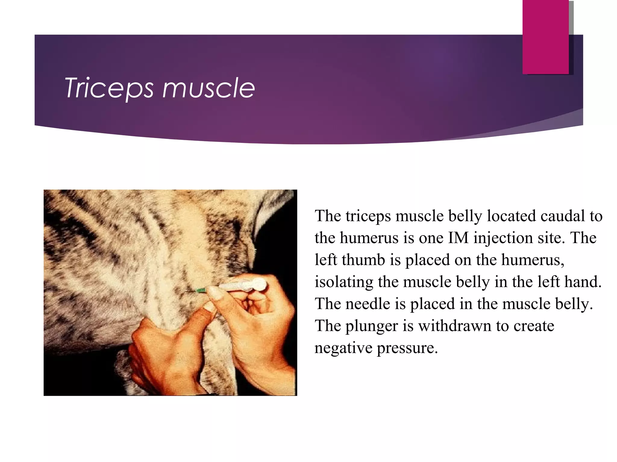 Administration of medicines in animals | PPT