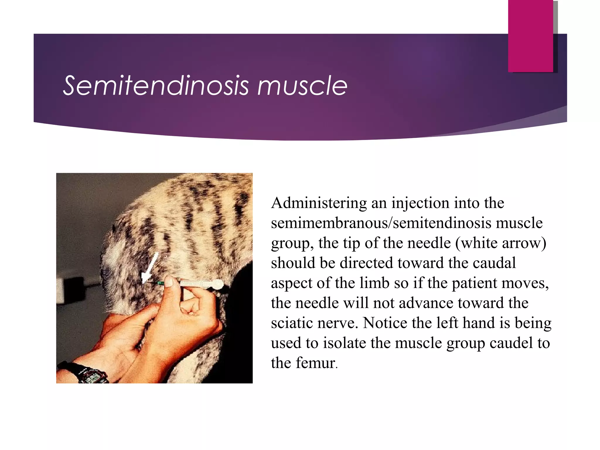 Administration of medicines in animals | PPT