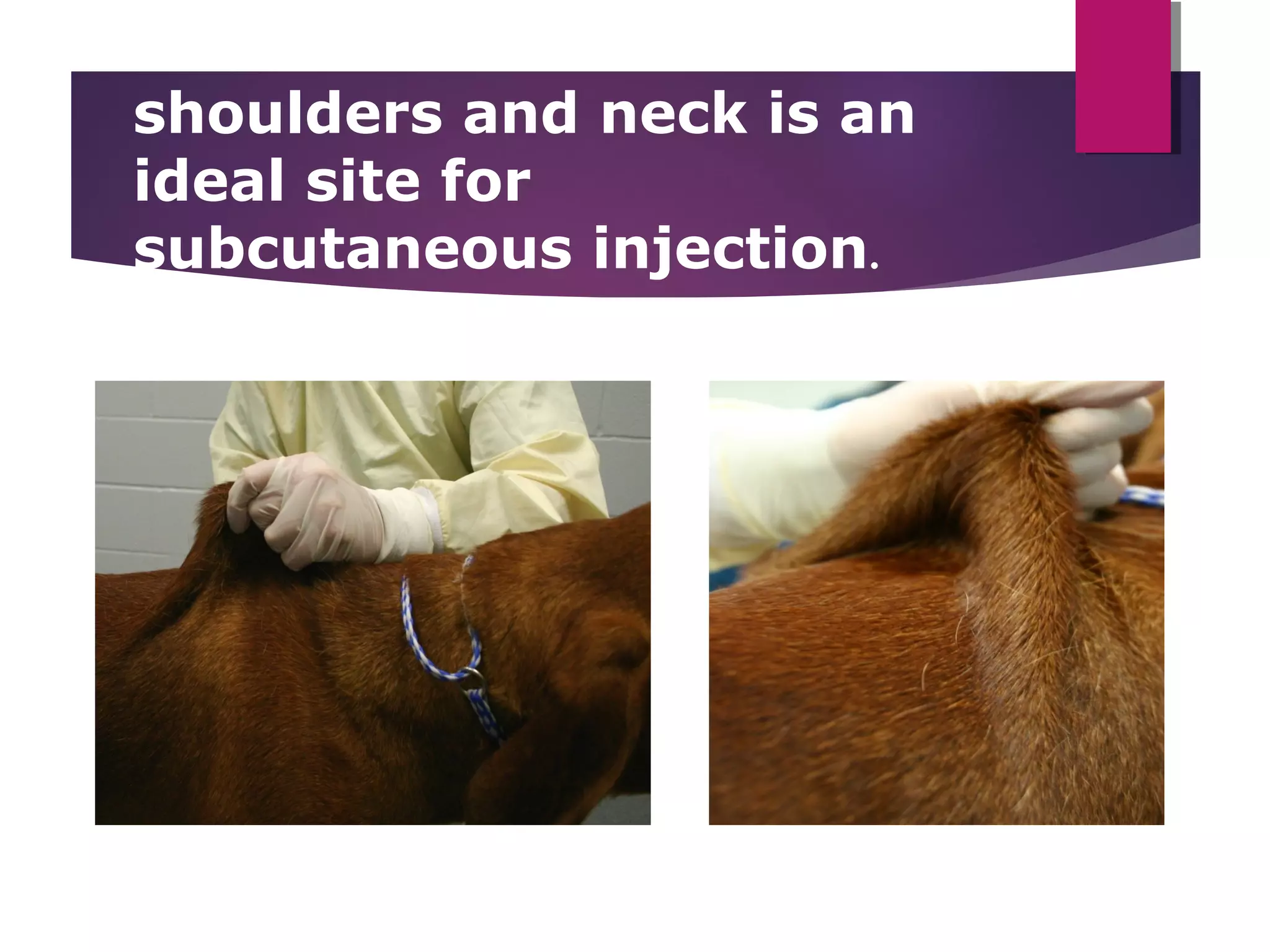Administration of medicines in animals | PPT