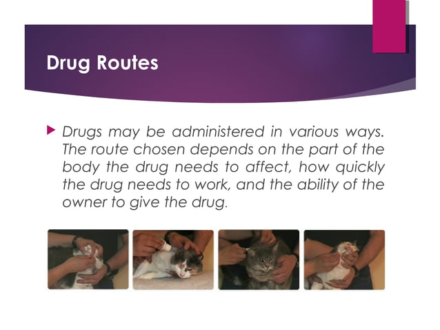 Administration of medicines in animals | PPT | Skin and Dermatology ...