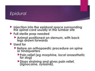 Administration of medicines in animals | PPT