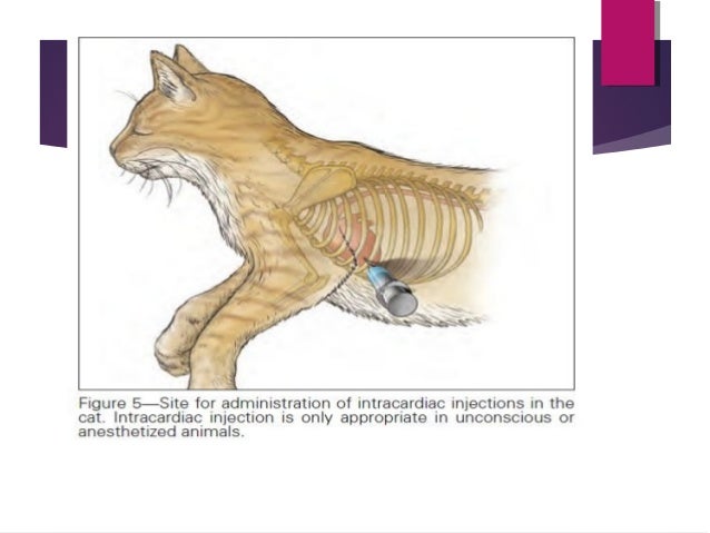 Administration of medicines in animals
