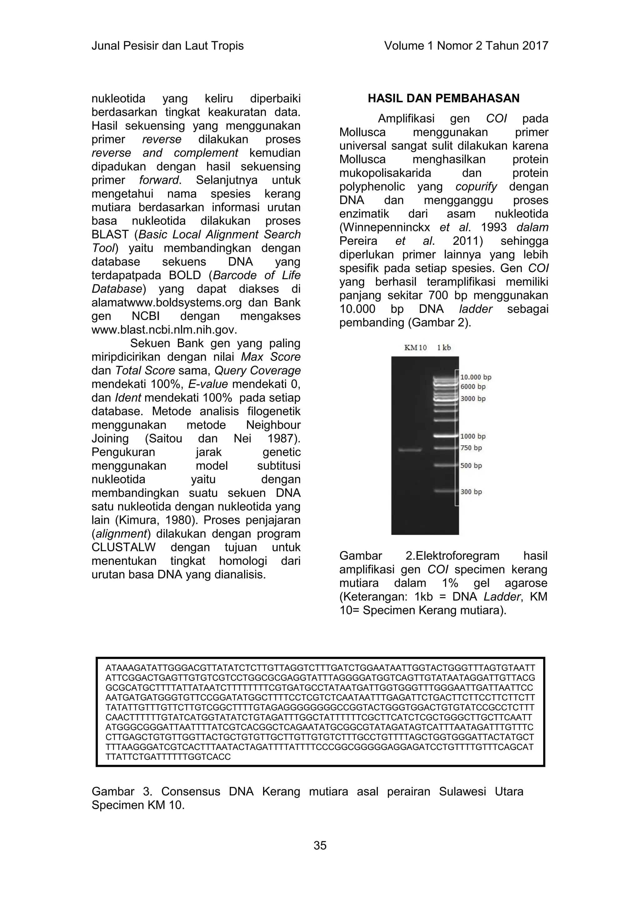 DNA BARCODE DAN ANALISIS FILOGENETIK MOLEKULER BEBERAPA JENIS BIVALVIA ...
