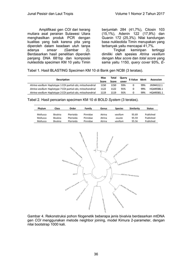 DNA BARCODE DAN ANALISIS FILOGENETIK MOLEKULER BEBERAPA JENIS BIVALVIA ...