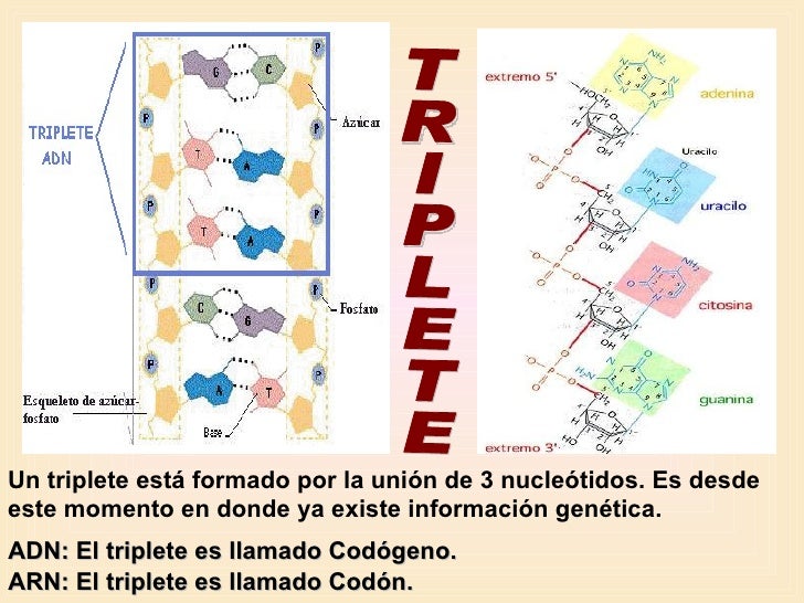 Control genético de la síntesis proteica, las funciones de la célula y ...