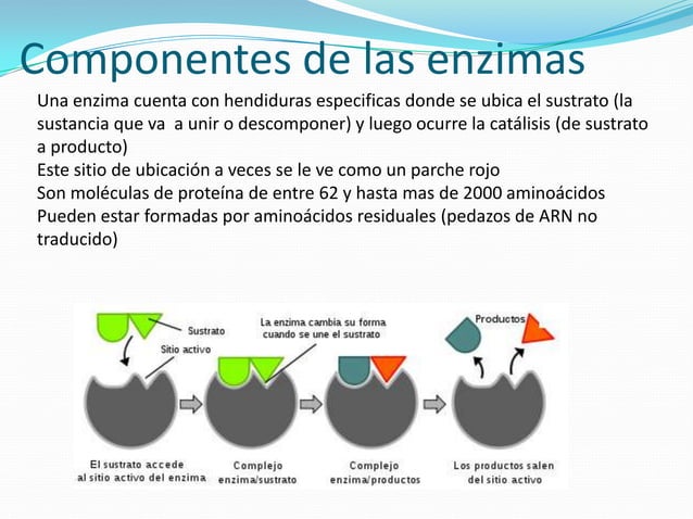 MATERIAL GENETICO ADN ARN PROCESOS ENZIMAS | PPT