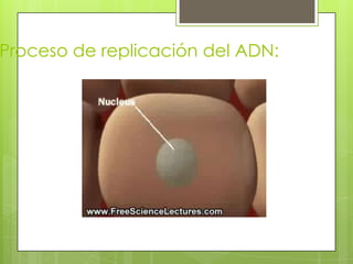 Diapositivas del ADN | PPTX