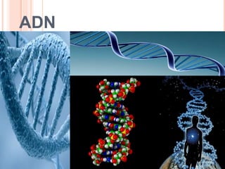 Adn | PPTX