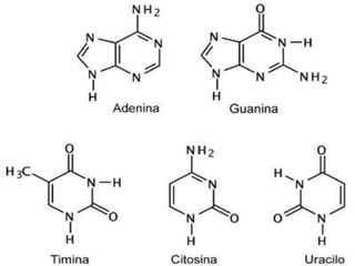 Adn | PPTX