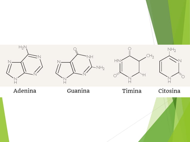 ADN y ARN | PPTX | Biological Sciences | Science