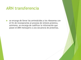 ADN y ARN | PPTX | Biological Sciences | Science